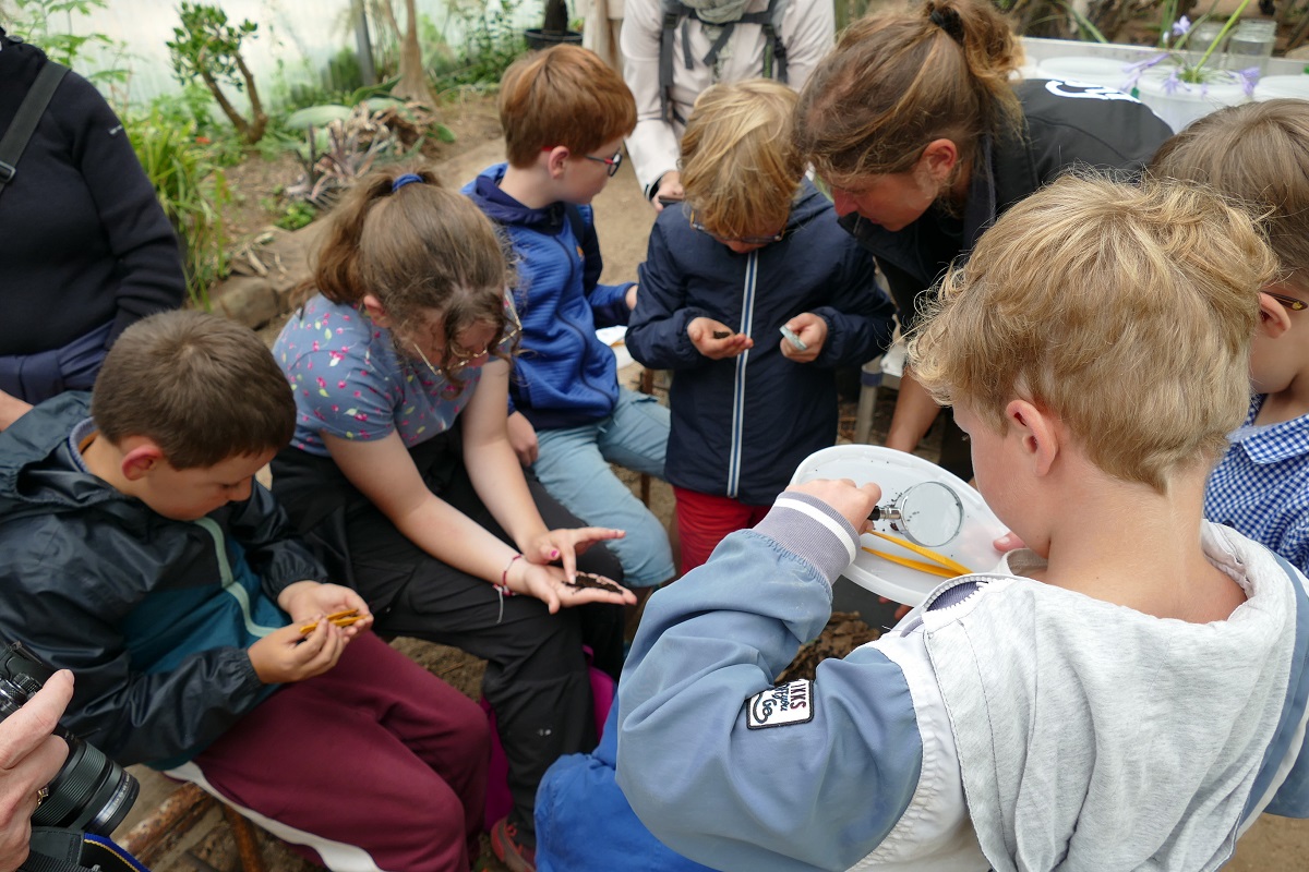 Tel un entomologiste, enquêtez sur les insectes et autres petites bêtes ...