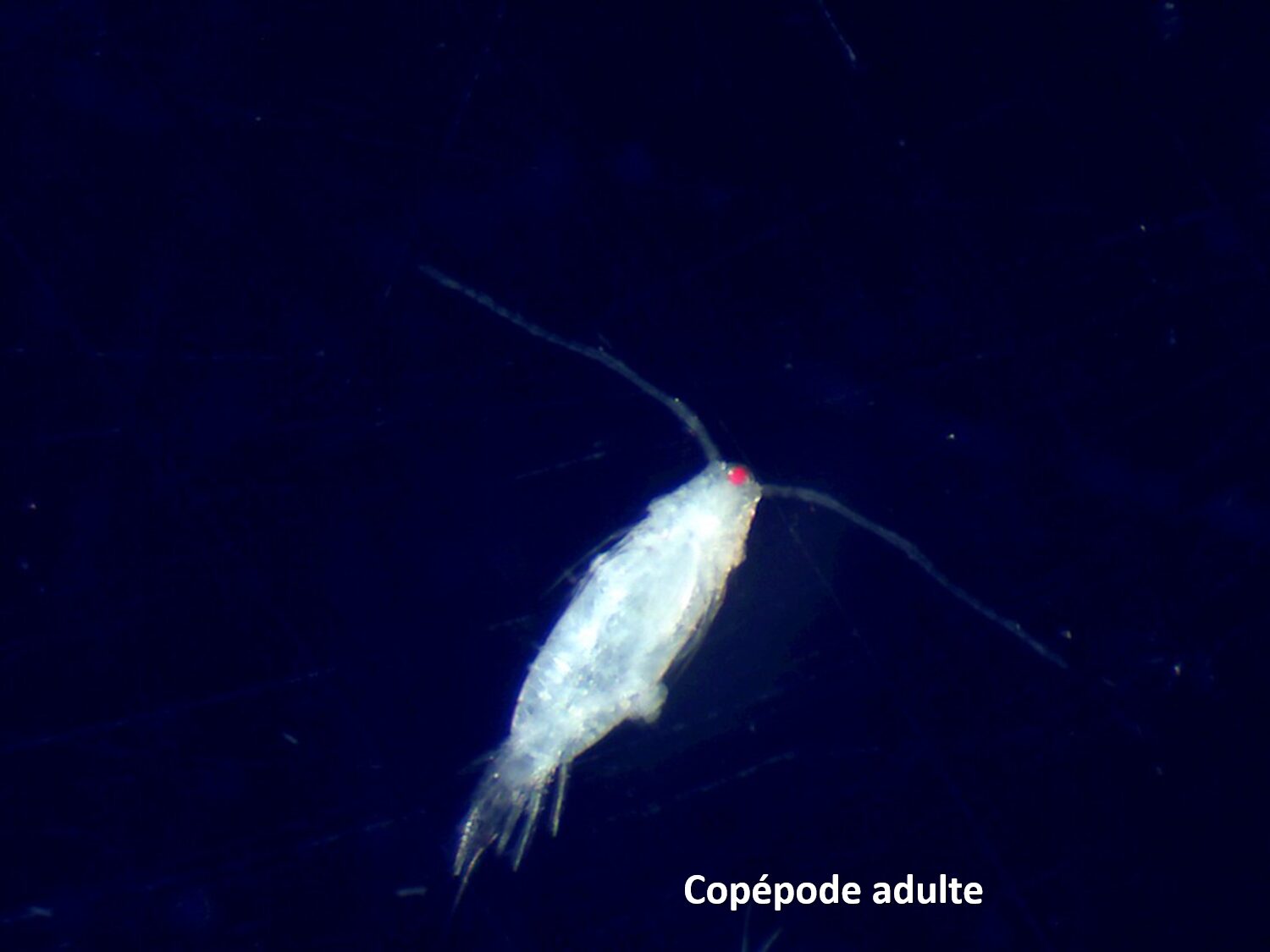 Biologie marine : connaissez-vous les copépodes ? - Tatihou