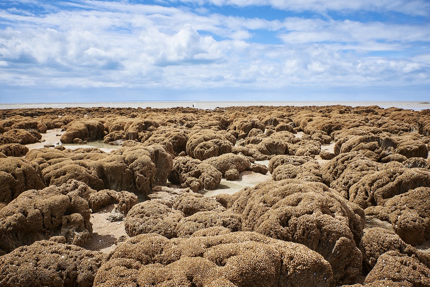 Les hermelles (Sabelaria alveolata) - Tatihou